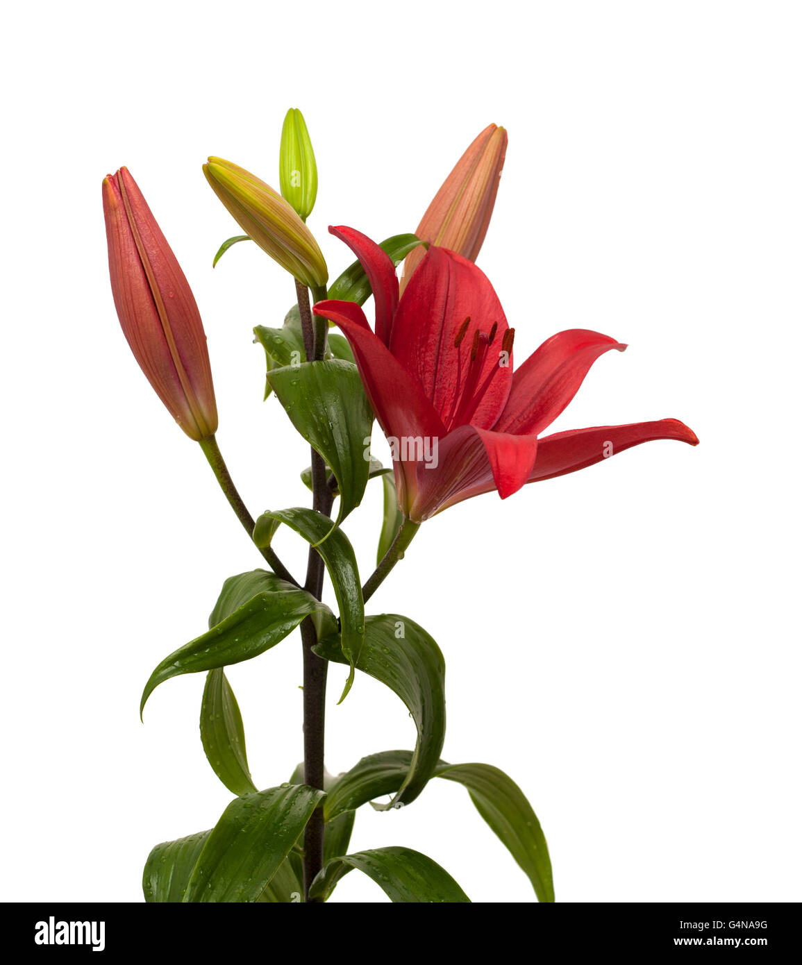 Fleur de lys rouge Banque de photographies et d’images à haute ...