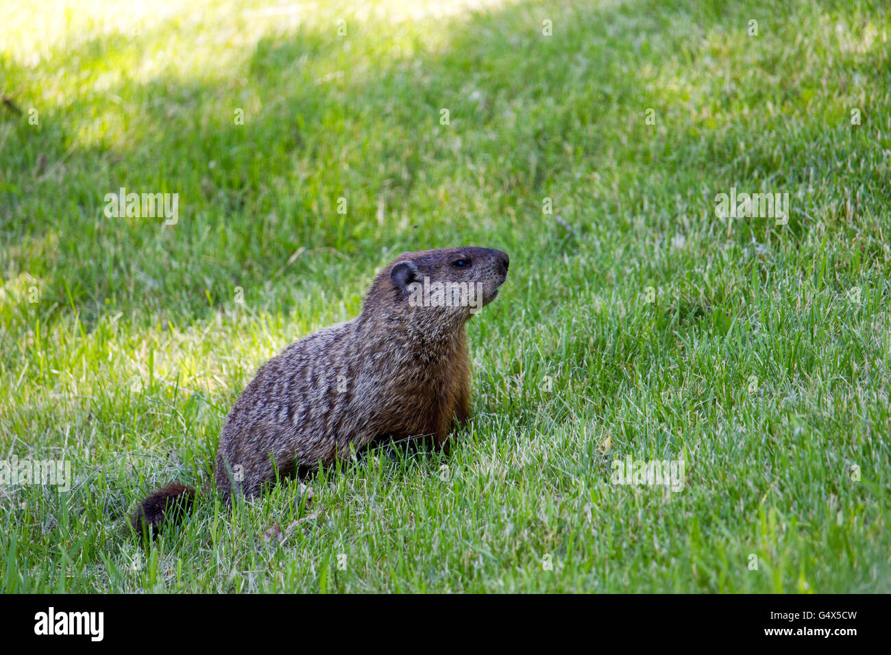 Alimentation de la marmotte Banque de photographies et d’images à haute ...
