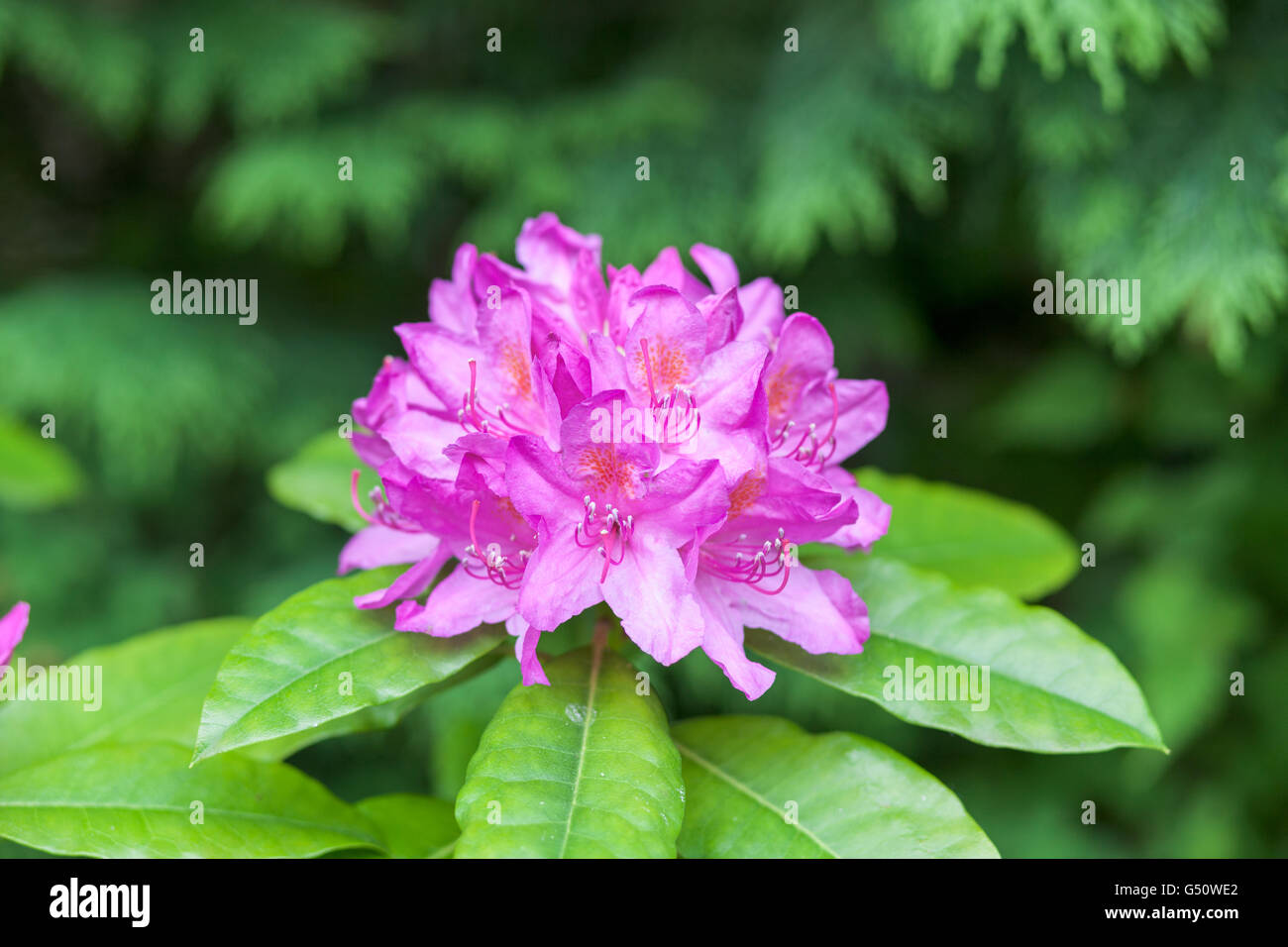 Jardin fleuri royaume uni Banque de photographies et d’images à haute ...