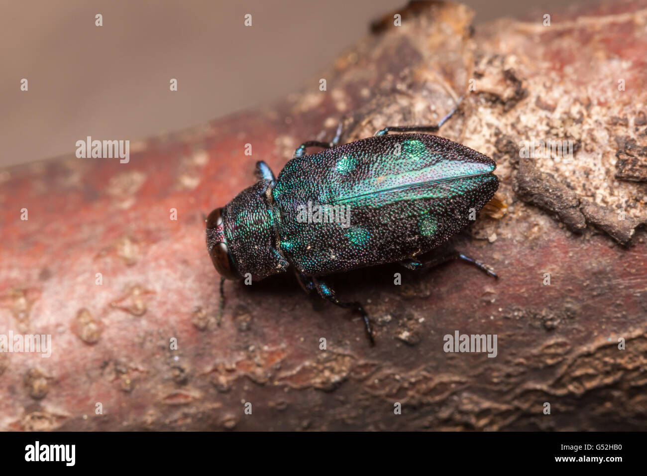 Insecte Coleoptere Du Bois Banque d'image et photos - Alamy