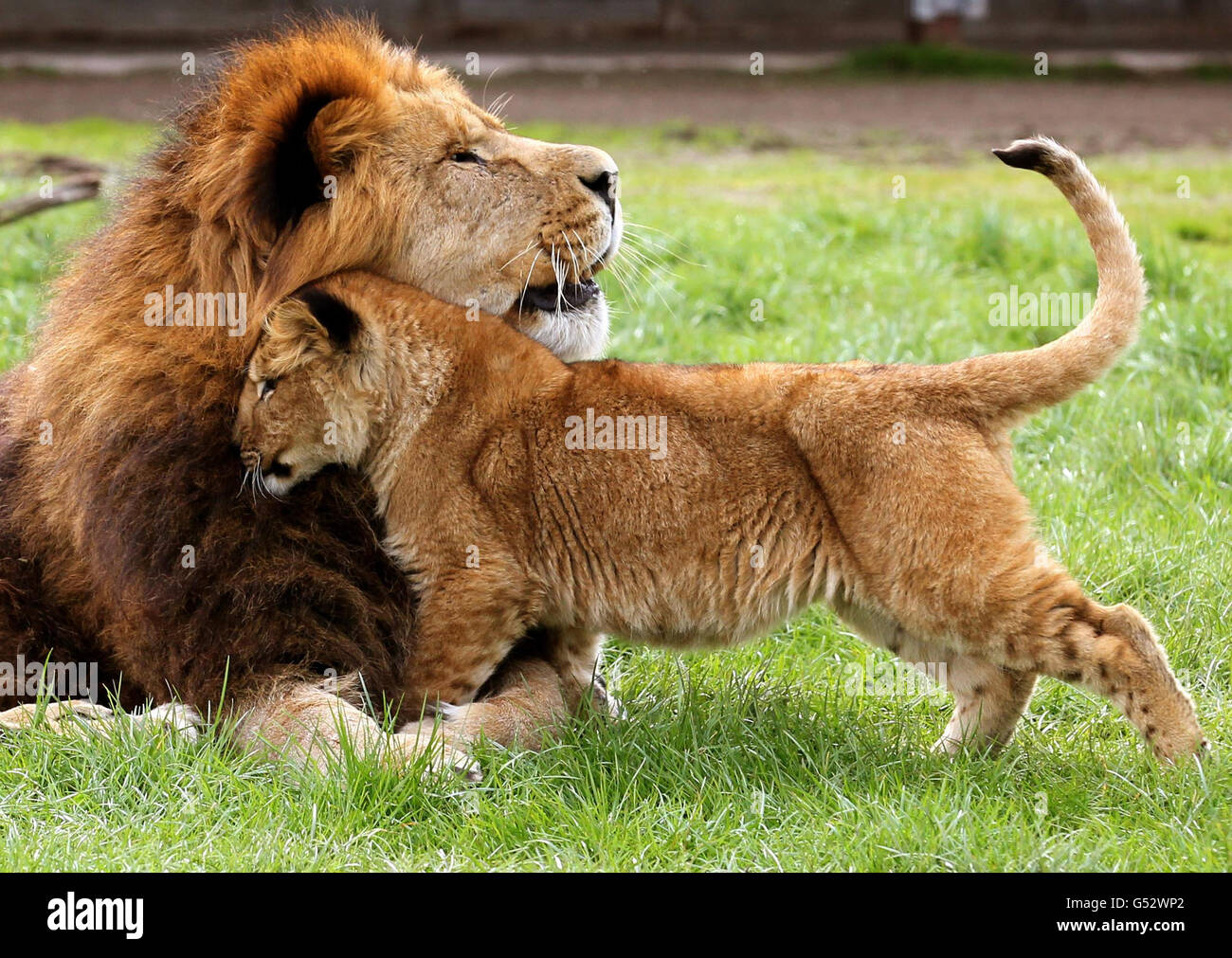 Libby, le lion cub de six mois, s'aventure pour la première fois dans son enceinte avec sa mère ...