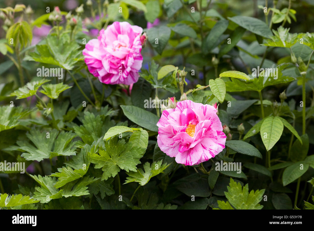Rosa Mundi Gallica Banque d'image et photos - Alamy