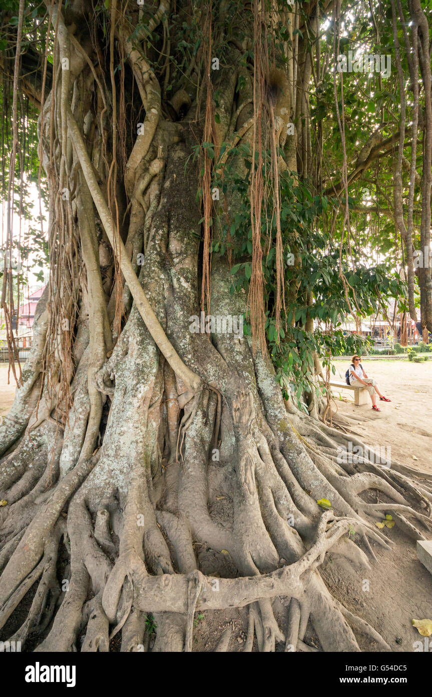 Java fig tree Banque de photographies et d’images à haute résolution ...