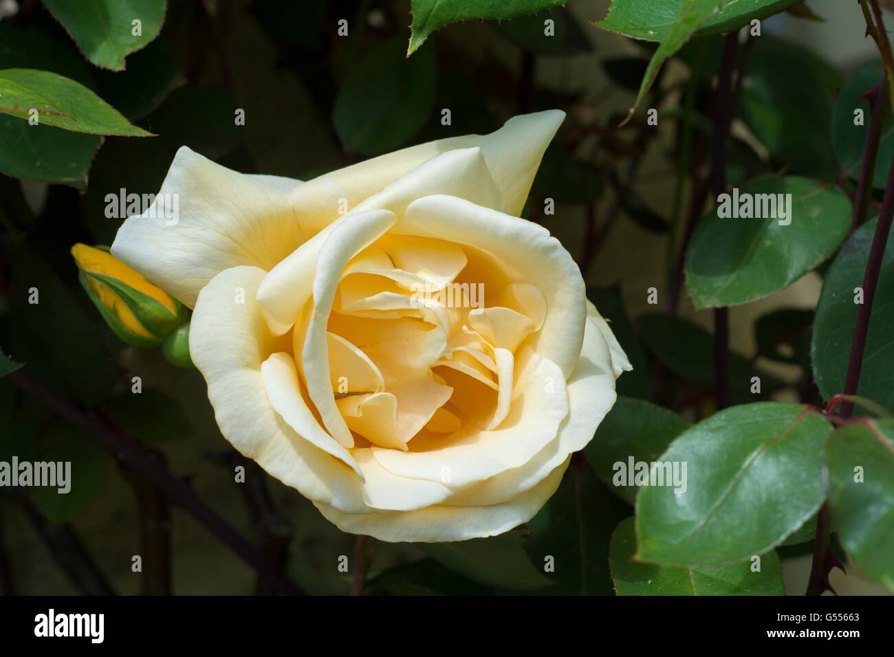 LADY HILLINGDON, rosier grimpant Photo Stock - Alamy
