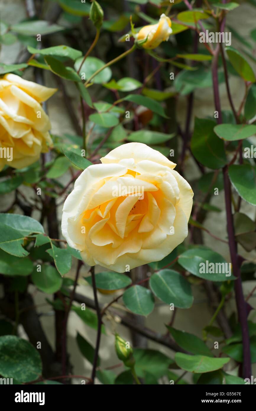 LADY HILLINGDON, rosier grimpant Photo Stock - Alamy