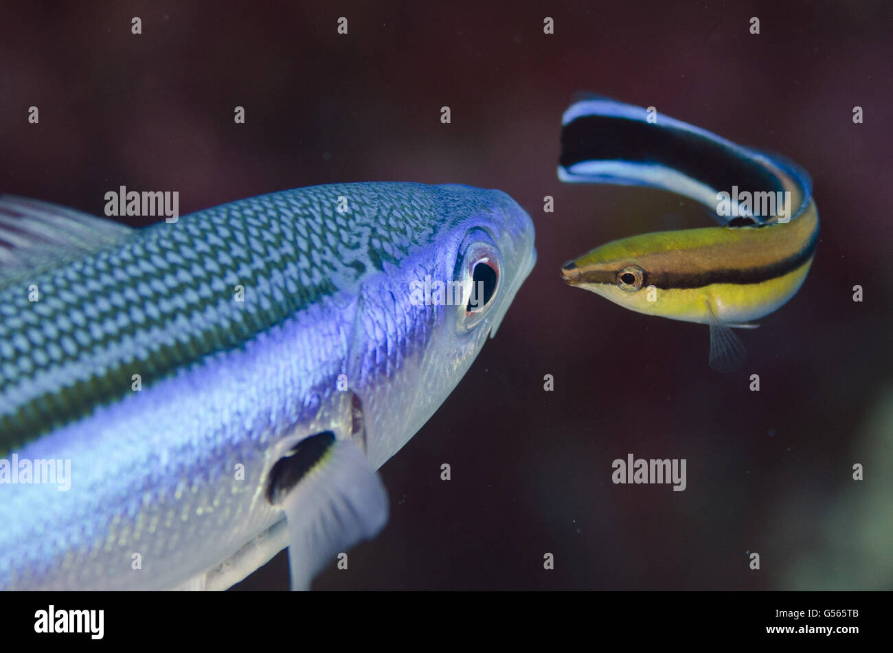 Poisson nettoyeur poisson bleu labroides dimidiatus Banque de ...