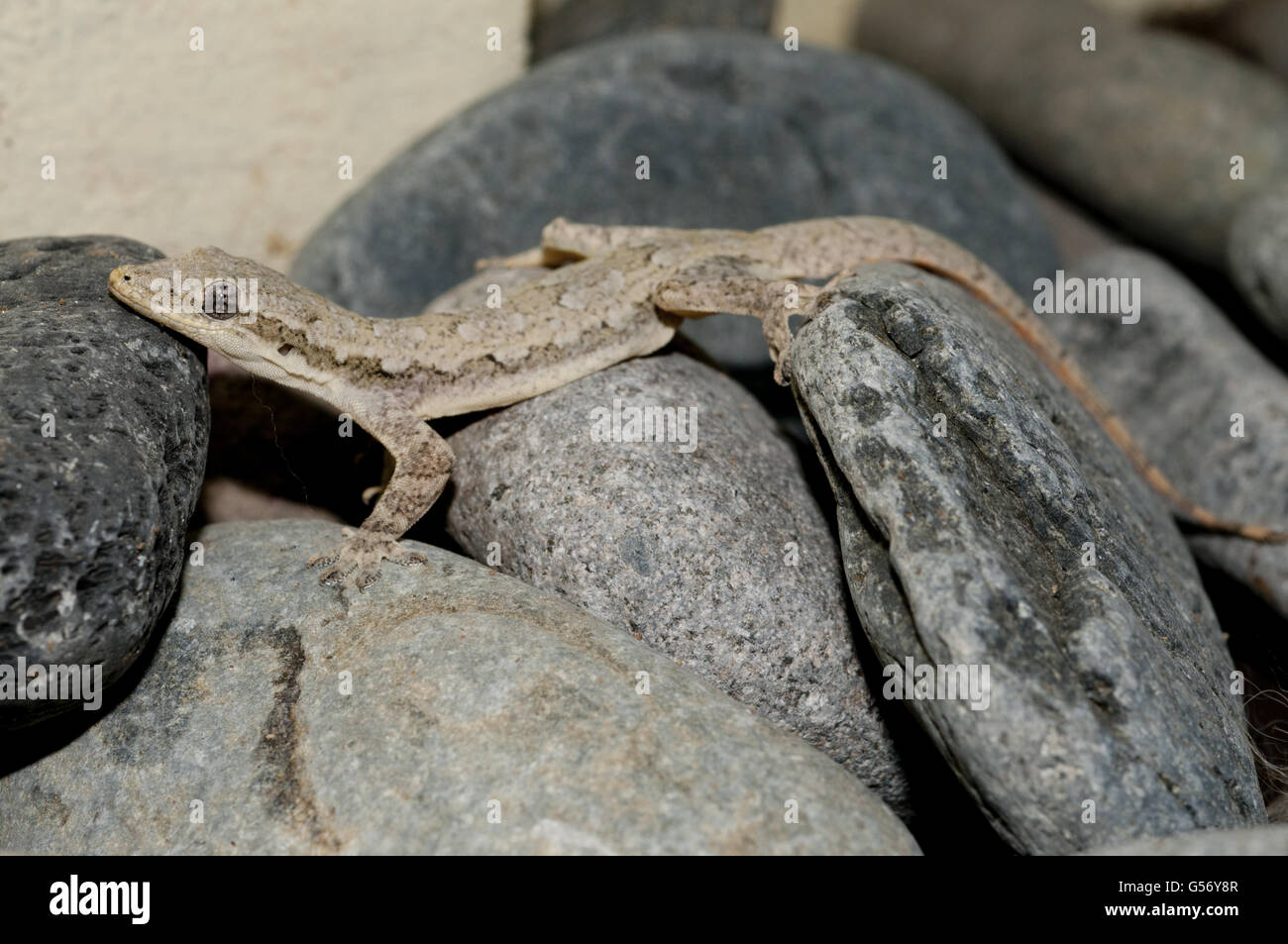 Geckos d'asie du sud est Banque de photographies et d’images à haute ...