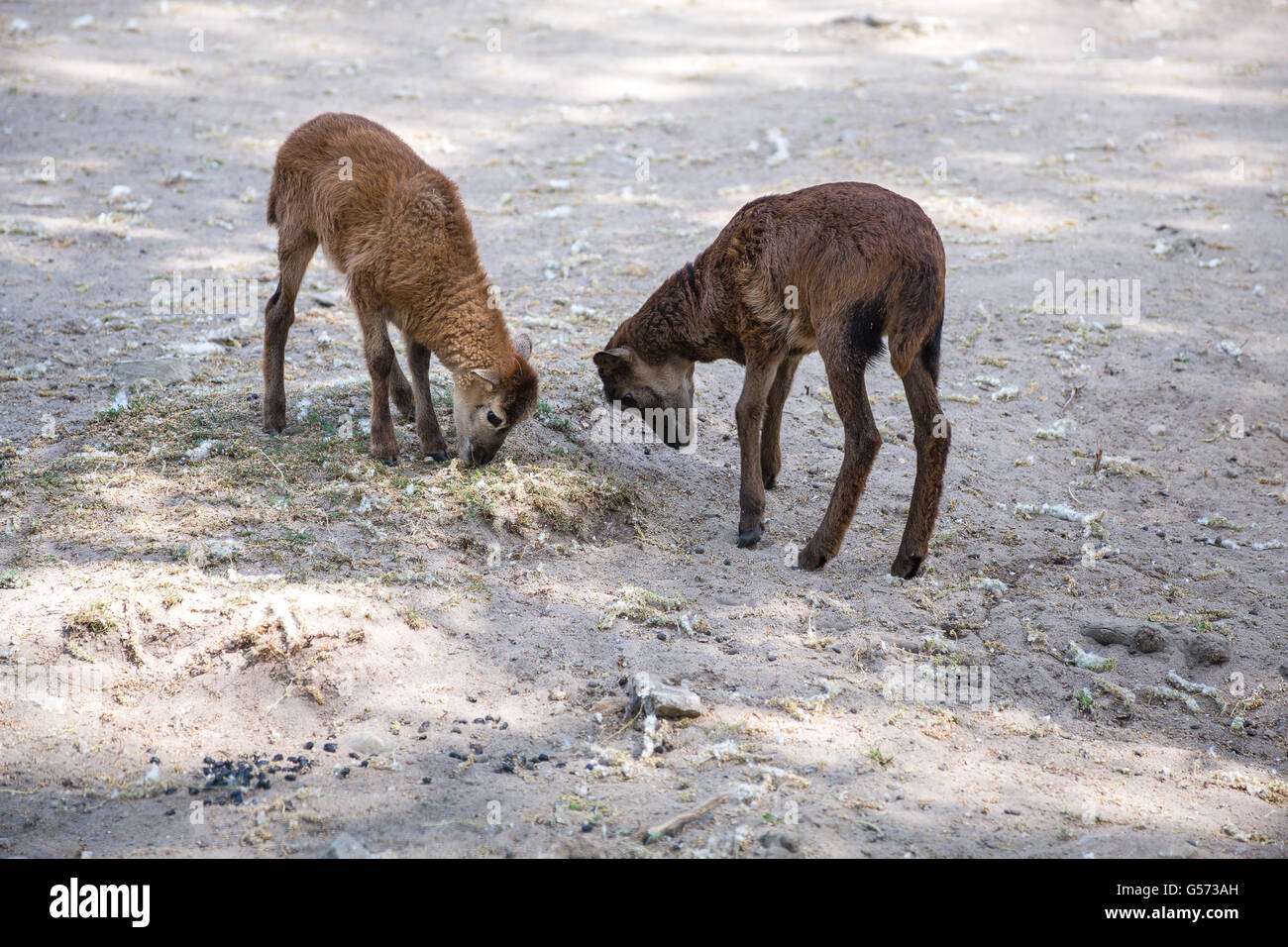 Deux petites cornes Banque de photographies et d’images à haute ...