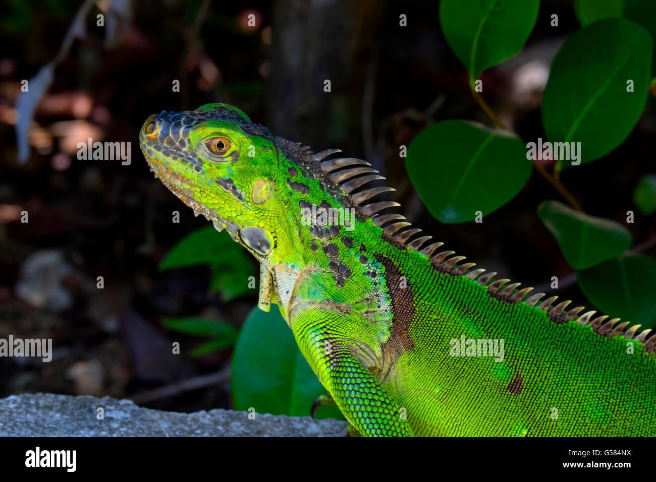 Peinture de reptiles Banque de photographies et d’images à haute résolution - Alamy