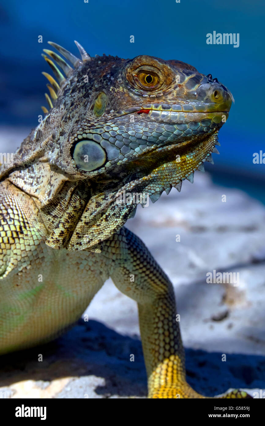 Peinture de reptiles Banque de photographies et d’images à haute résolution - Alamy