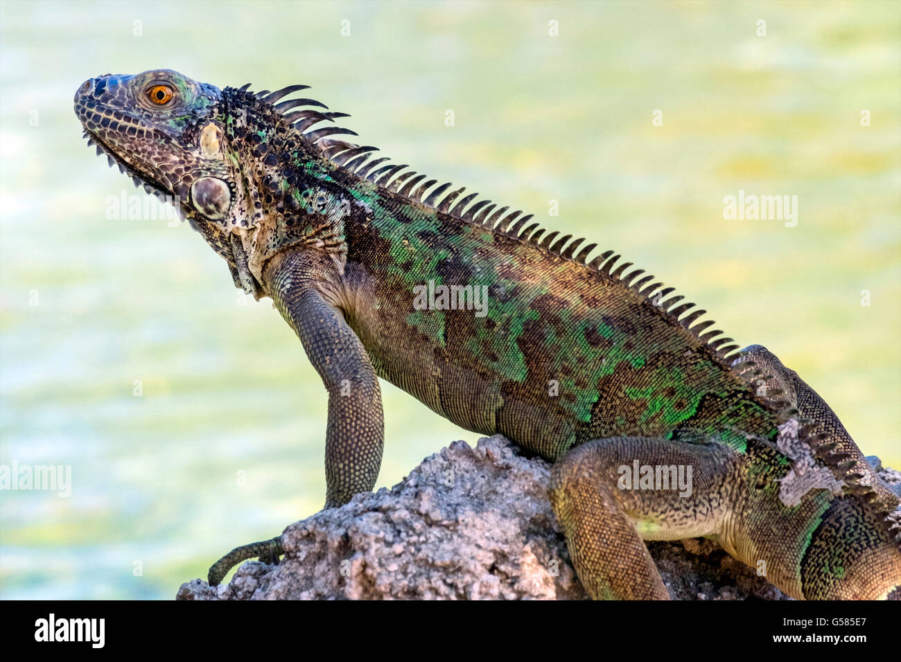 Peinture de reptiles Banque de photographies et d’images à haute résolution - Alamy