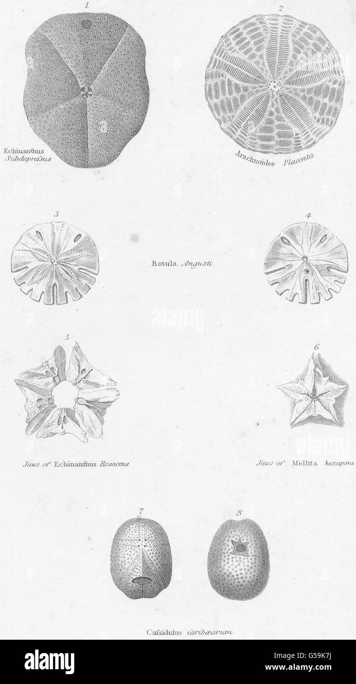 Arachnoides placenta Banque de photographies et d’images à haute ...