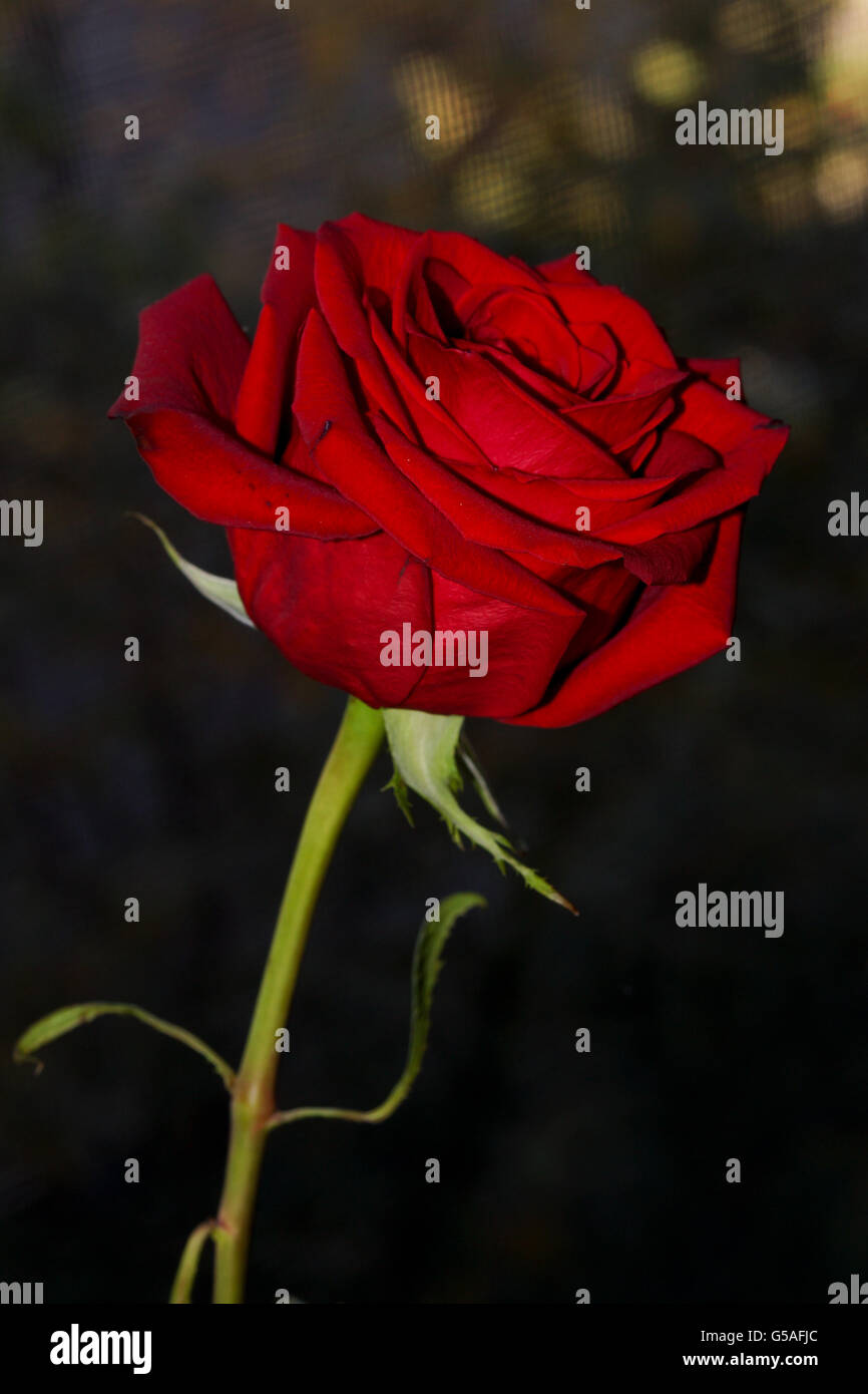 Rose rouge de l'amour Banque de photographies et d’images à haute ...
