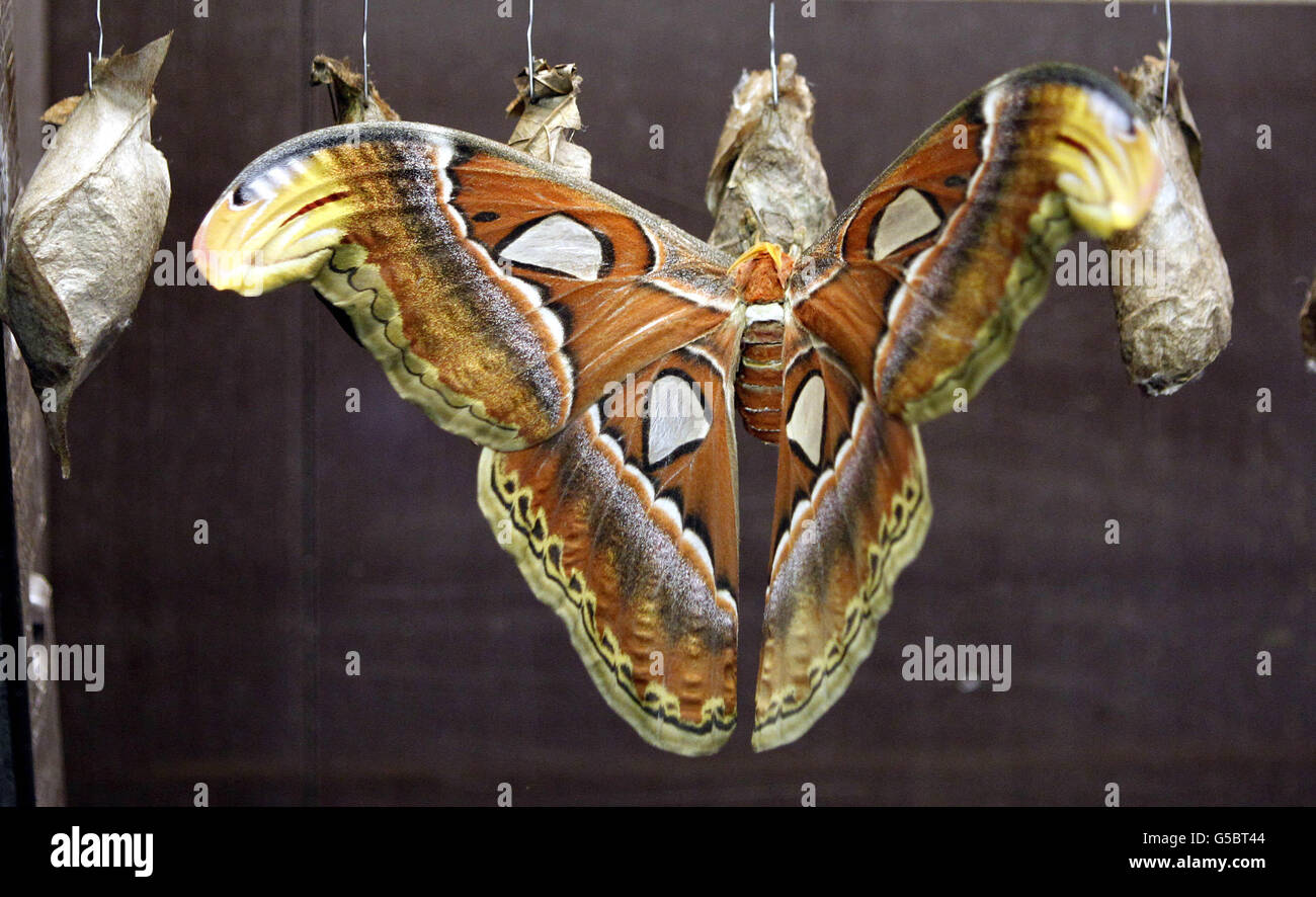 L'un des plus grands papillons du monde Banque de photographies et d’images à haute résolution ...