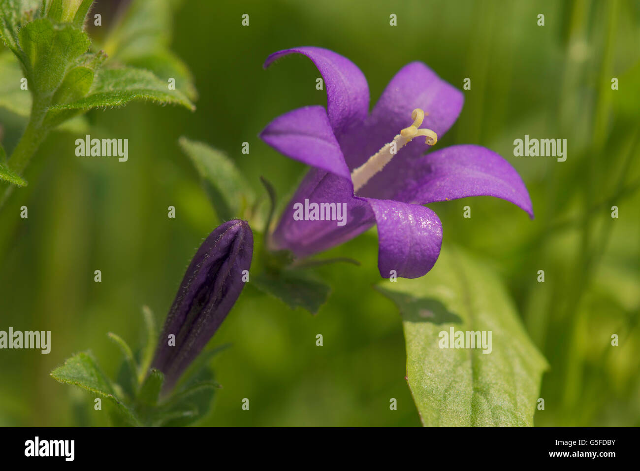Fleur de clochette Banque de photographies et d’images à haute ...