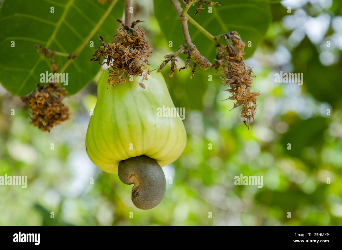 L'anacardier de cajou dans jardin naturel Photo Stock - Alamy