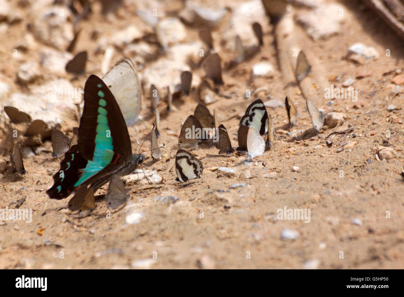 Diversité des espèces de papillons papillon,lèche le sel de l ...