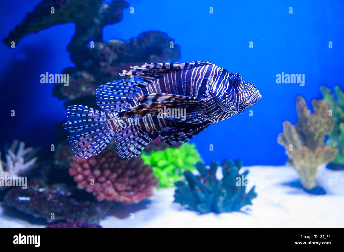 Poisson bleu Banque de photographies et d’images à haute résolution - Alamy