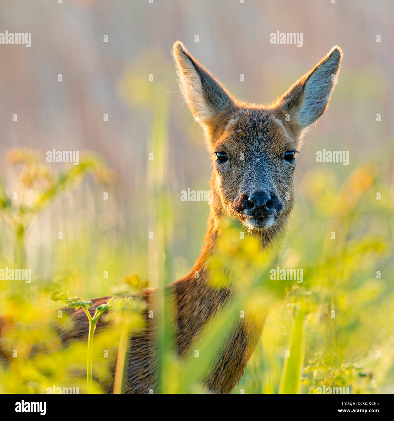 Biche chevreuil femelle Banque de photographies et d’images à haute ...