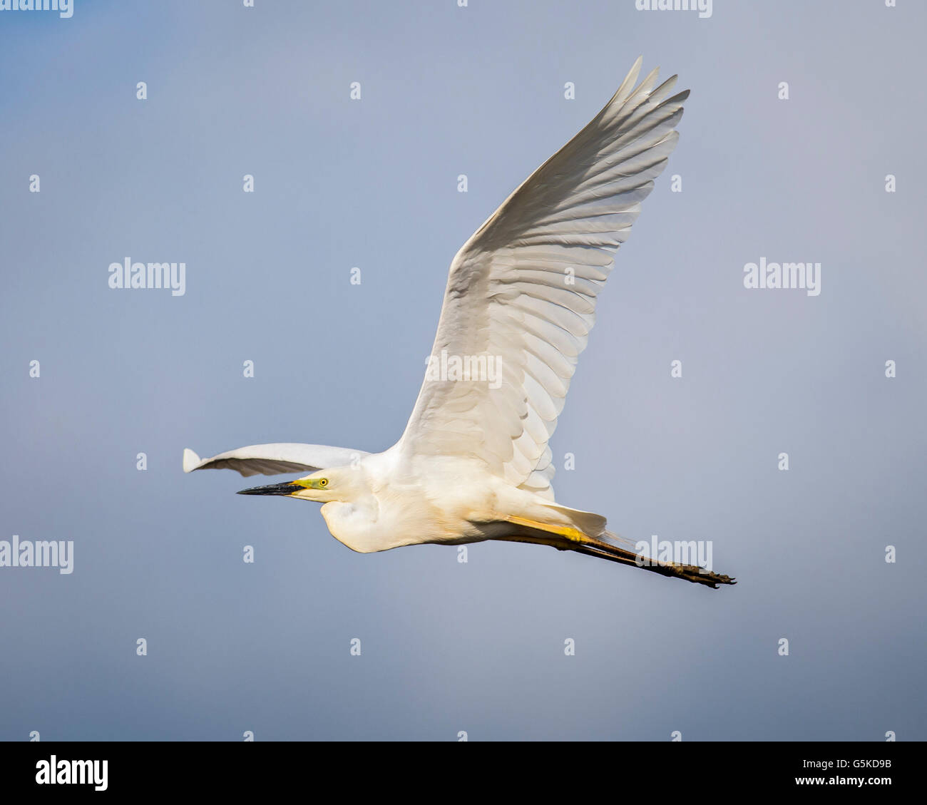 Aigrette blanche en vol Banque de photographies et d’images à haute ...