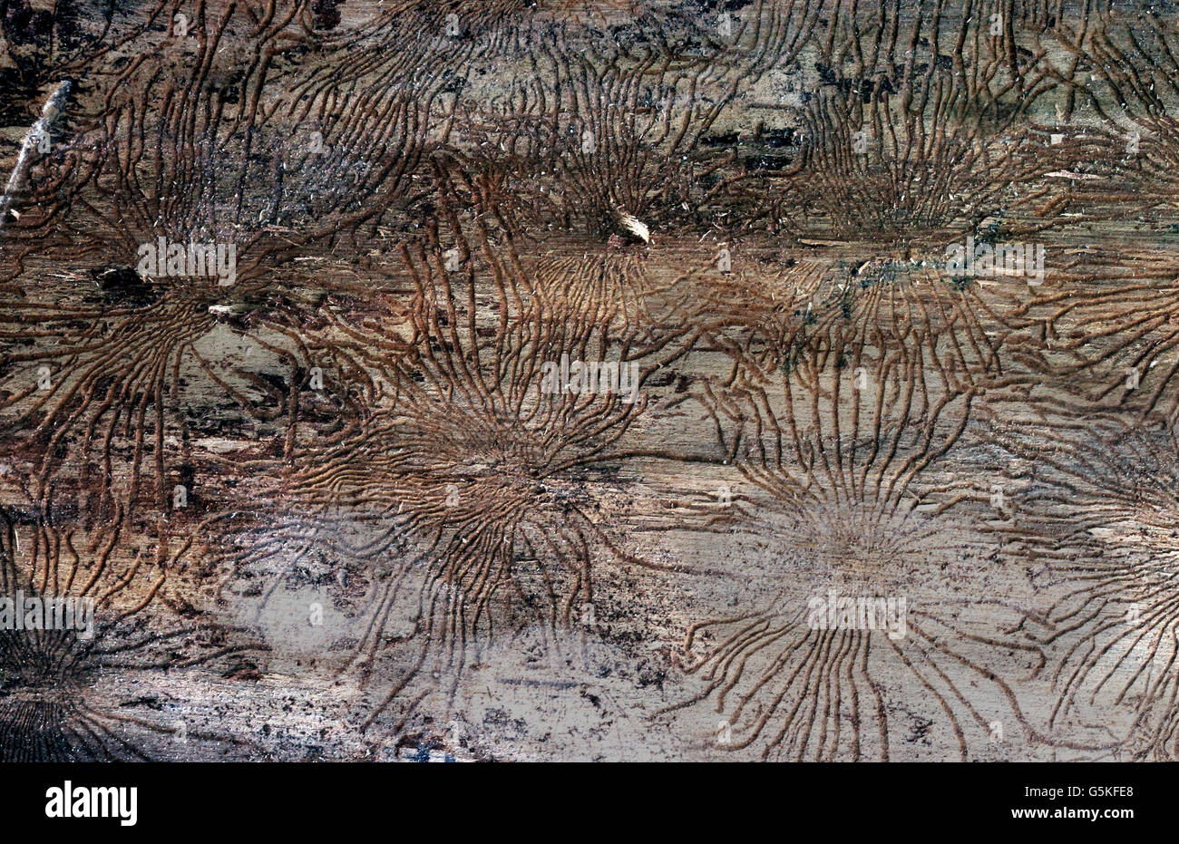 Des traces d'insectes sous l'écorce sur une épinette Photo Stock - Alamy