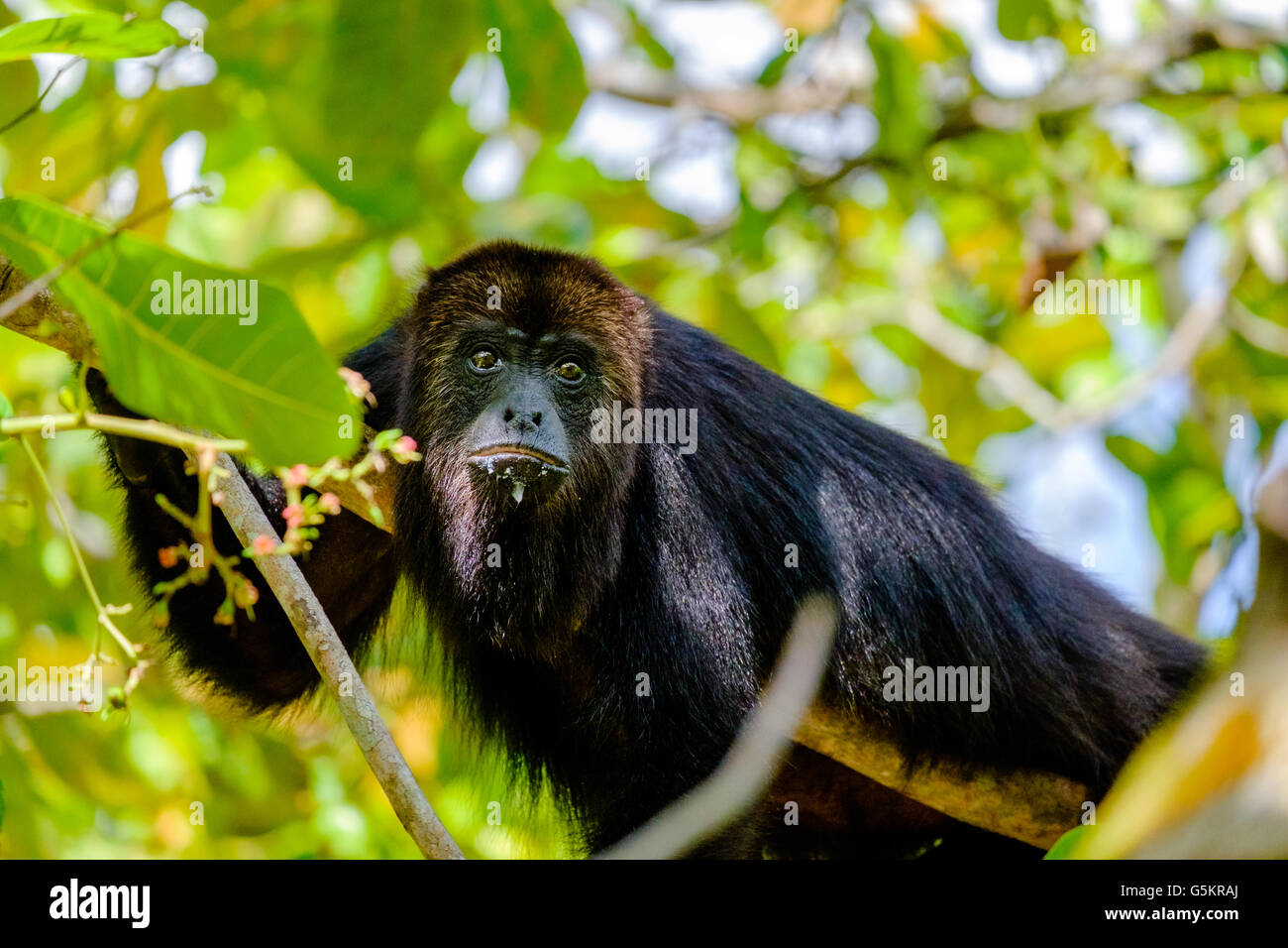 Singe hurleur noir du yucatan Banque de photographies et d’images à ...
