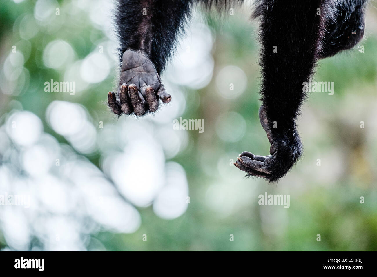 Singe hurleur noir du yucatan Banque de photographies et d’images à ...