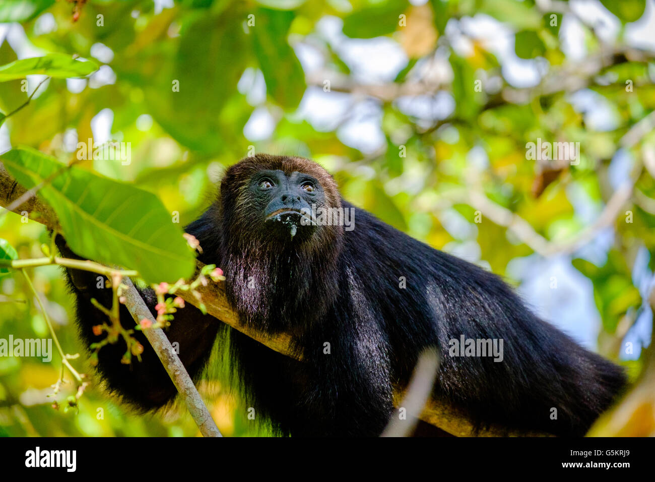 Singe hurleur noir du yucatan Banque de photographies et d’images à ...