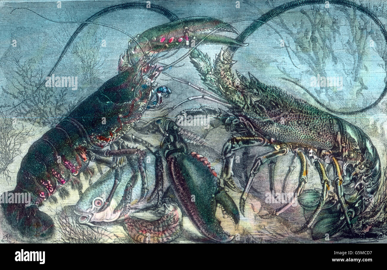 Hummer und Languste, illustration. Le homard et la langouste Photo ...