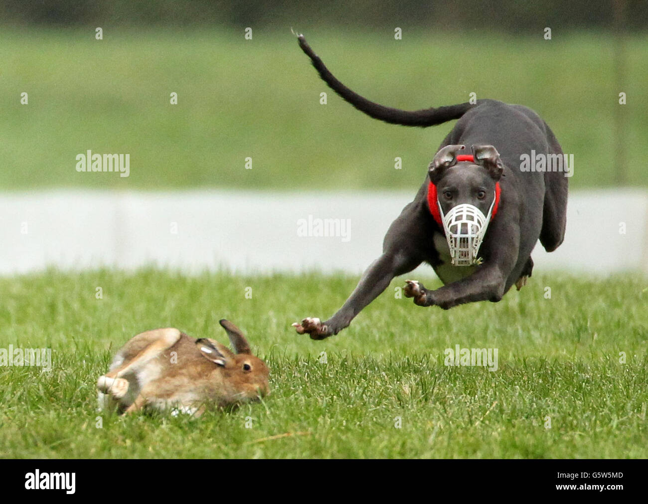 Championnats nationaux de coursing Banque de photographies et d’images ...