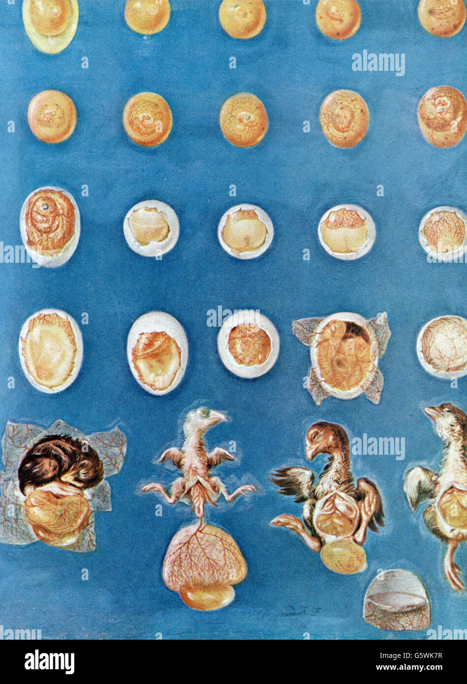 Jacques gautier dagoty Banque de photographies et d’images à haute ...