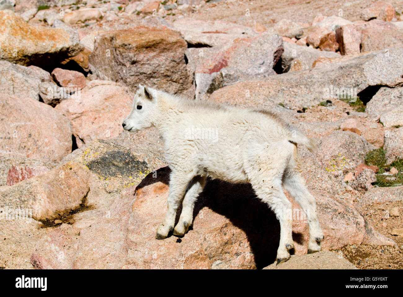 La faune du mont evans Banque de photographies et d’images à haute ...