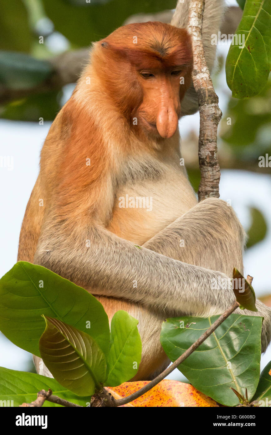 Singe à long nez Banque de photographies et d’images à haute résolution ...
