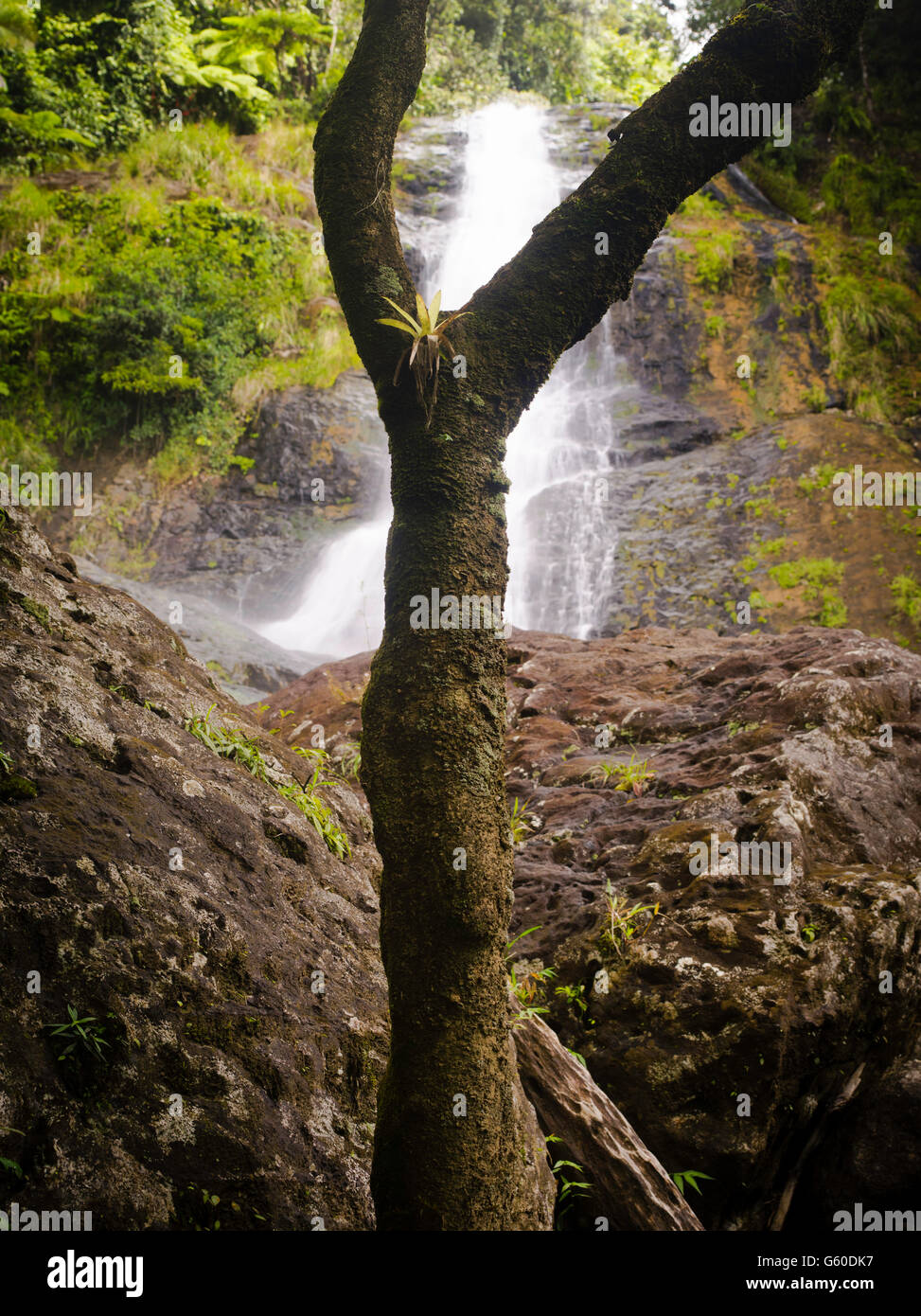 Arbre et bromelia, avec Los Prieto Falls, forêt nationale de El Yunque ...