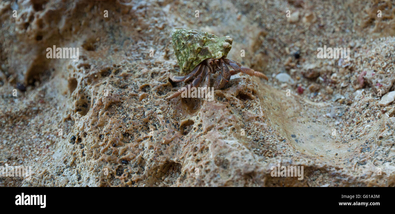 Petit ermite Banque de photographies et d’images à haute résolution - Alamy