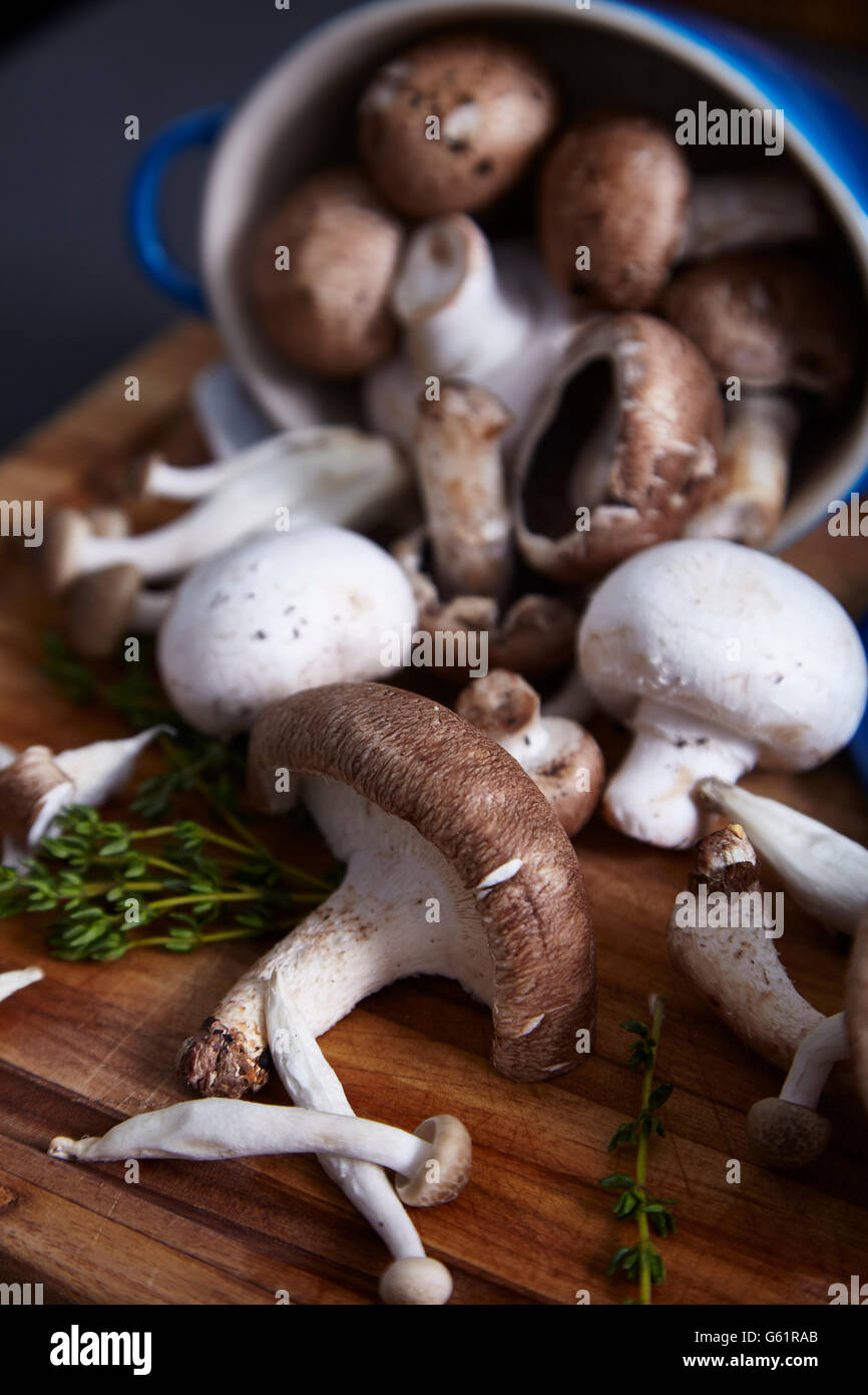 Champignons portabello Banque de photographies et d’images à haute ...