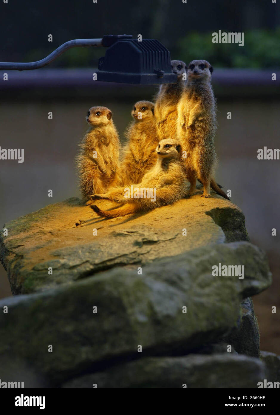 Meerkats heat lamp Banque de photographies et d’images à haute ...
