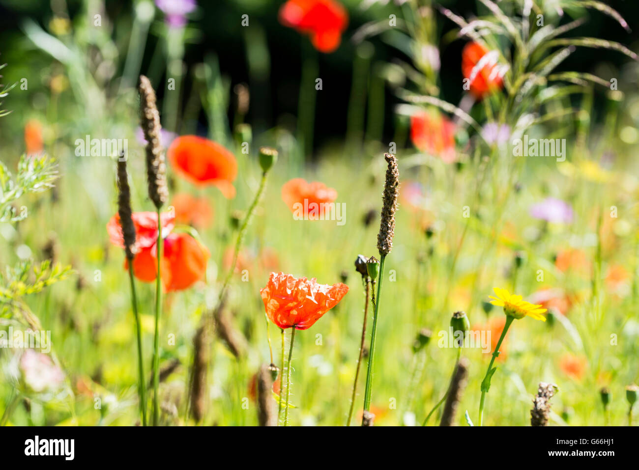 Fleur de pavot rouge sauvage Banque de photographies et d’images à ...