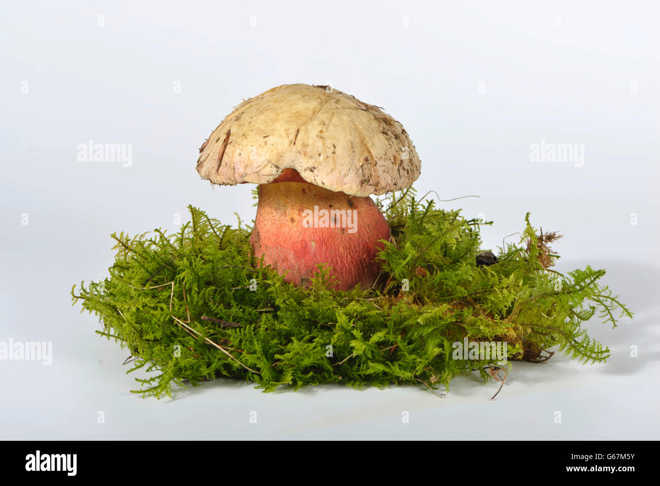 Bolet du diable, Satan's champignons / (Boletus satanas Photo Stock - Alamy