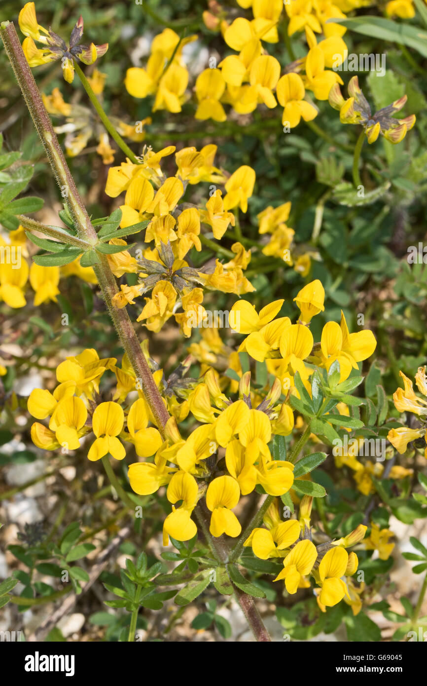 Hippocrepis comosa Banque de photographies et d’images à haute ...