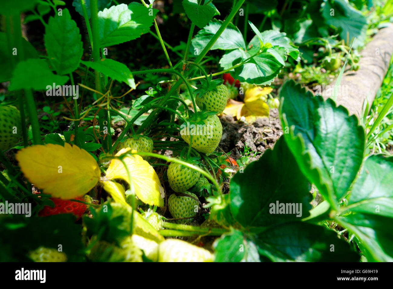 Fraises bretagne Banque de photographies et d’images à haute résolution ...