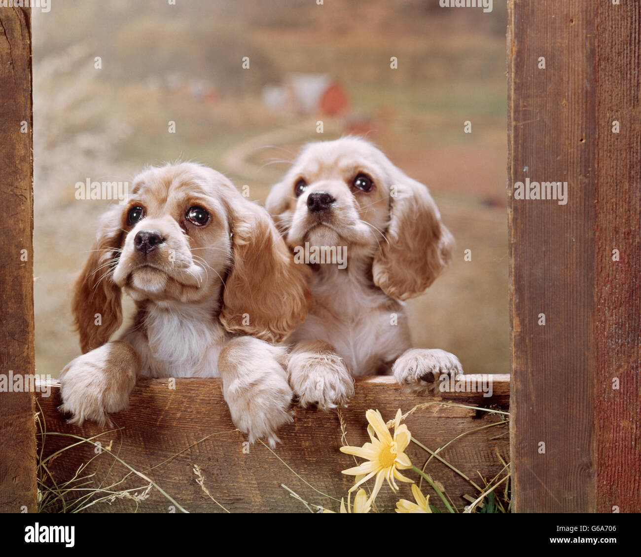 1970 DEUX CHIOTS COCKER à la caméra en se penchant SUR LE BORD DU RAIL ...