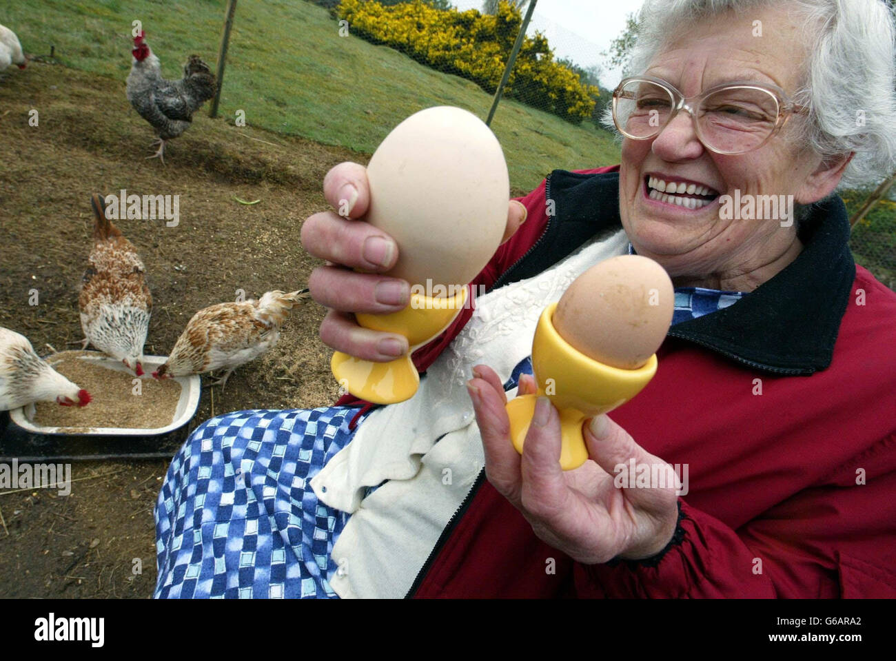 Freda Smith, 73 ans, de Butley, Suffolk, avec son œuf de 7oz (à gauche ...