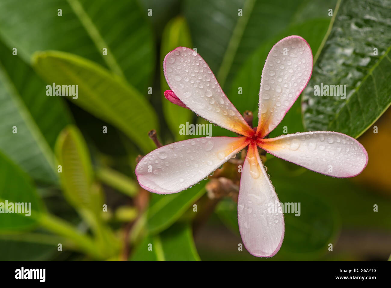 Plumeria flower Banque de photographies et d’images à haute résolution ...