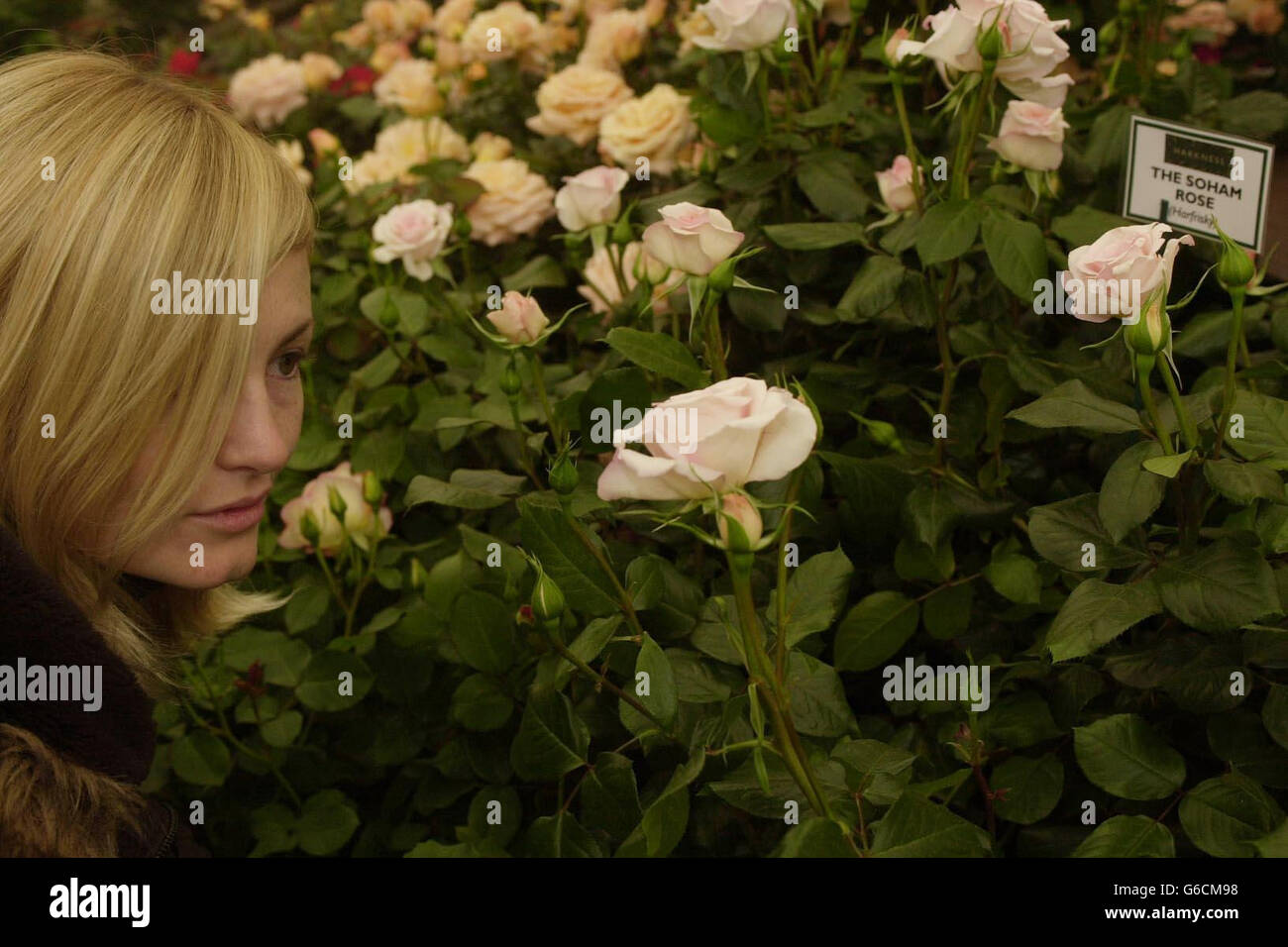 Soham rose Banque de photographies et d’images à haute résolution - Alamy