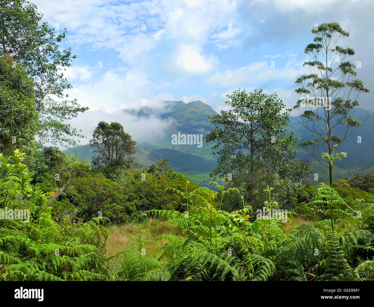 Munnar kerala inde Banque de photographies et d’images à haute ...