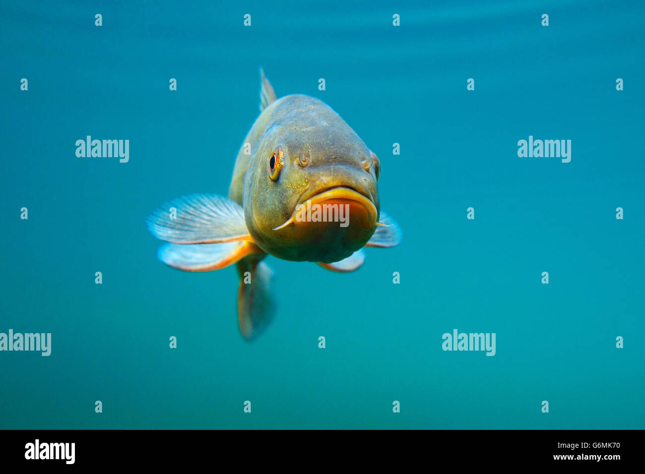 Tinca tinca Banque de photographies et d’images à haute résolution - Alamy