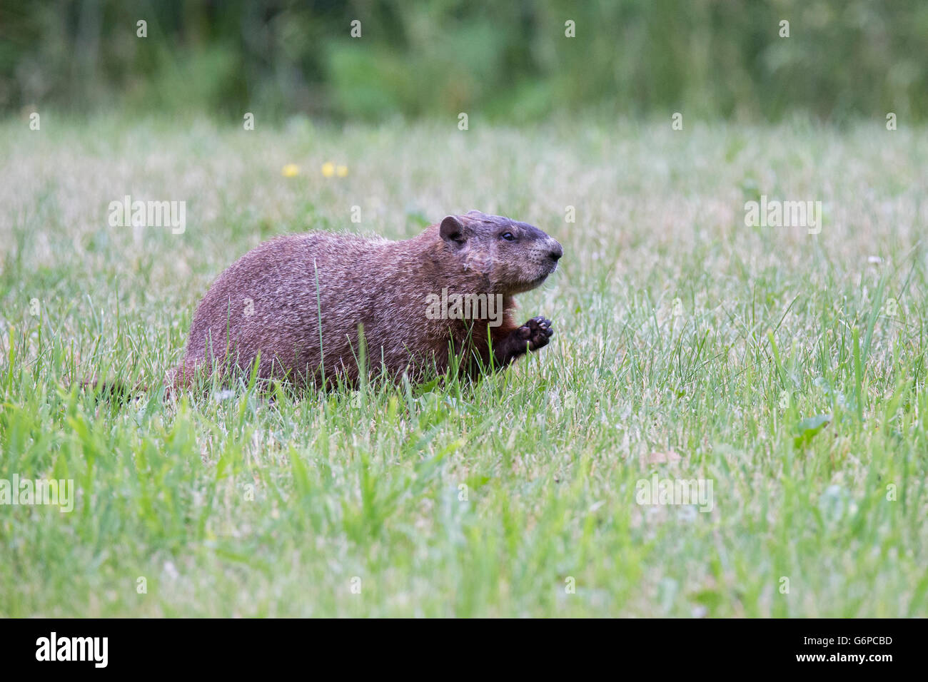 également connu sous le nom de marmotte Banque de photographies et d ...