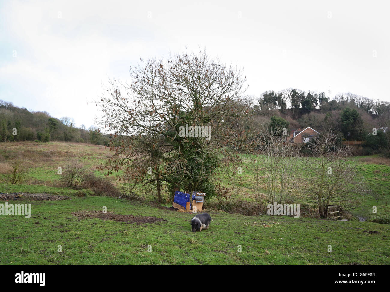 Porrick le cochon broute sur la terre dans folkestone Banque de ...