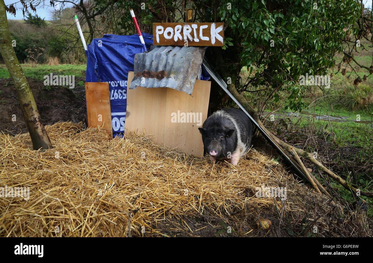 Porrick le cochon broute sur la terre dans folkestone Banque de ...